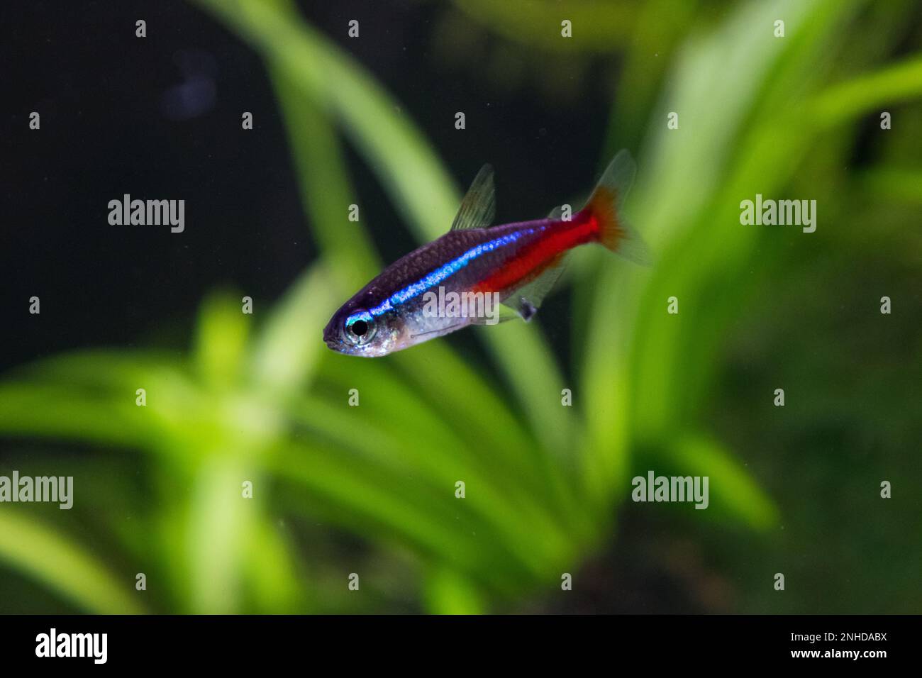 Neon innesa aquarium fish on a background of green plants Stock Photo ...