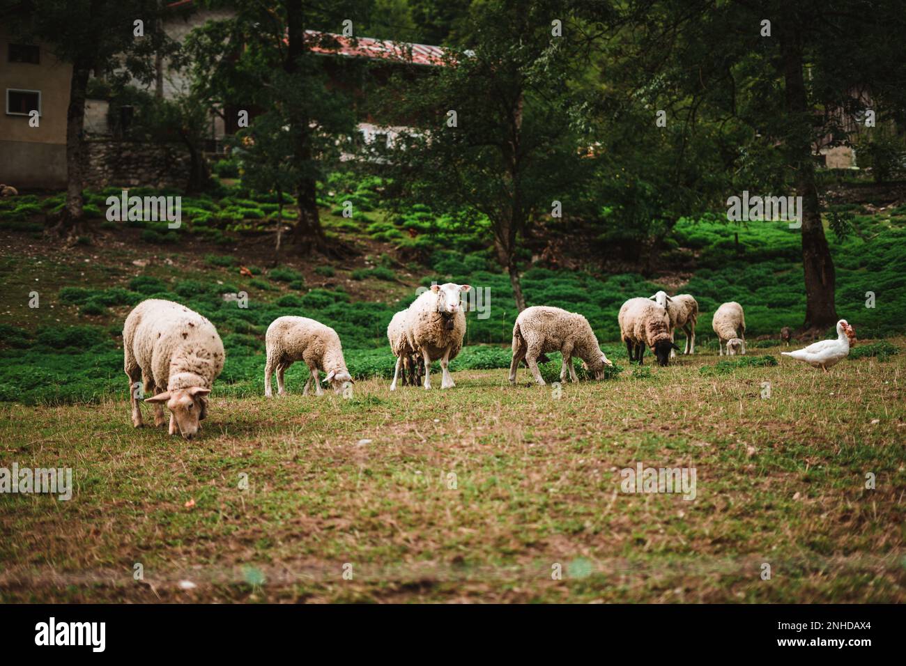 Sheeps in the Alps on a farm Stock Photo - Alamy