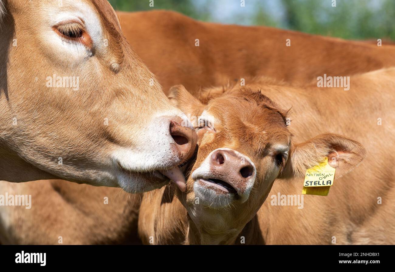 Limousin cow and calf lick hi-res stock photography and images - Alamy