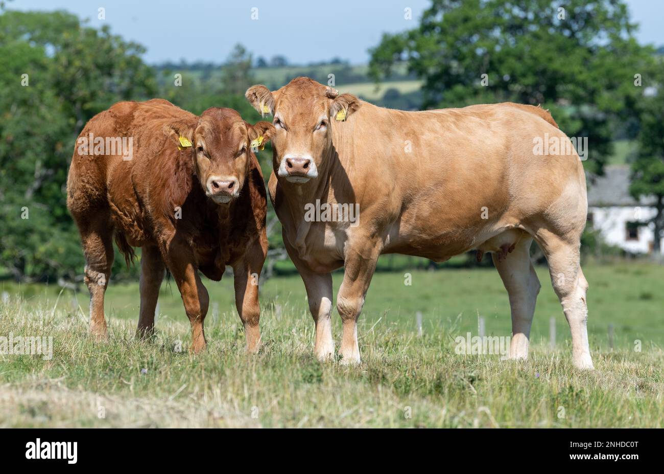 Pedigree Limousin beef cattle with calves at foot. Cumbria, UK Stock ...