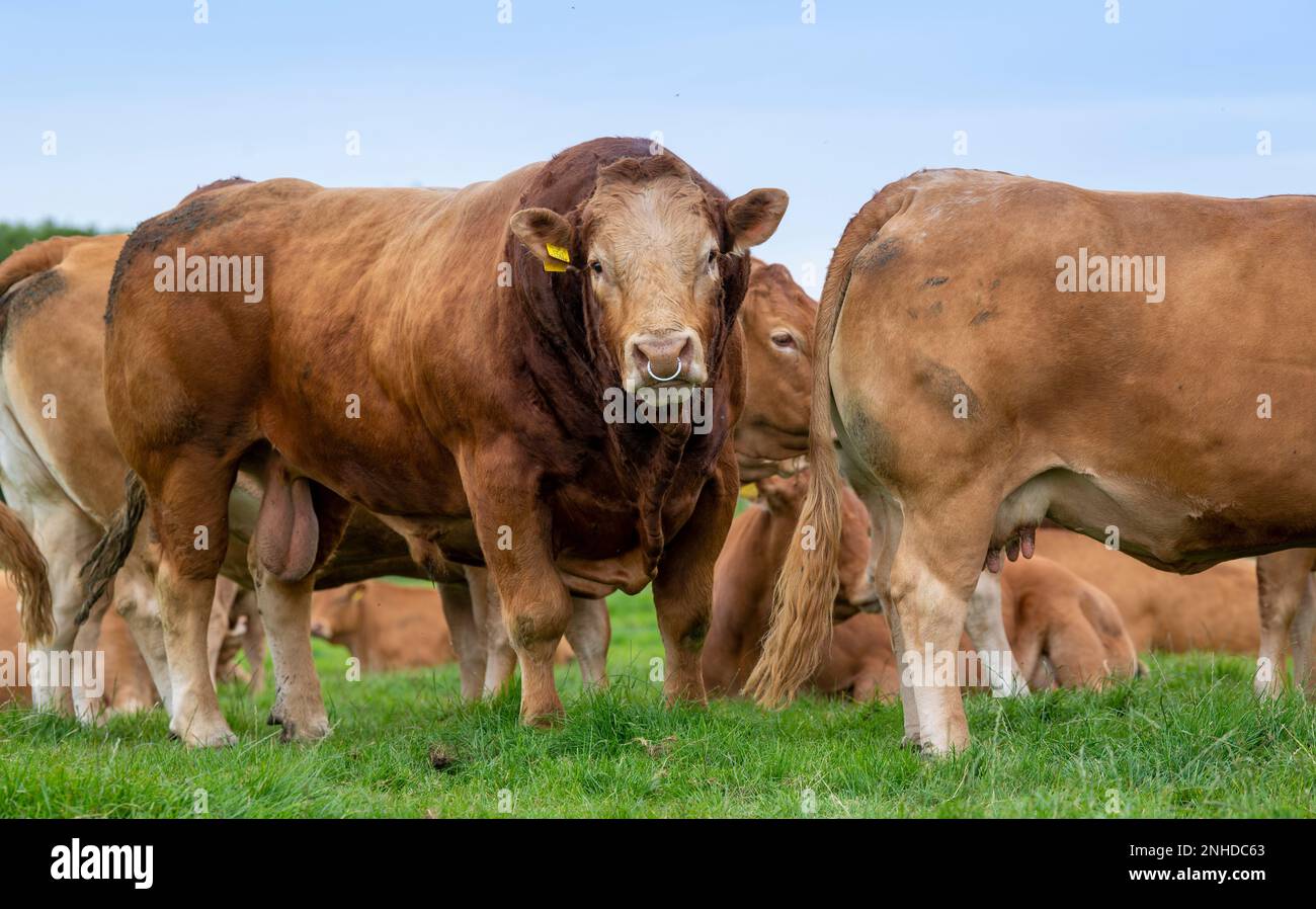 Pedigree Limousin beef bull, a French breed imported to the UK in the ...