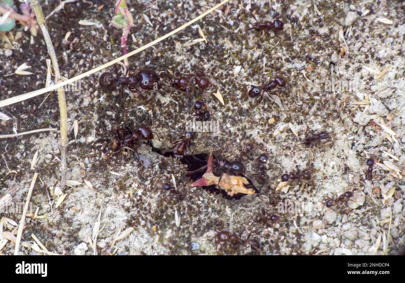 Group of ants on the ground close up Stock Photo - Alamy