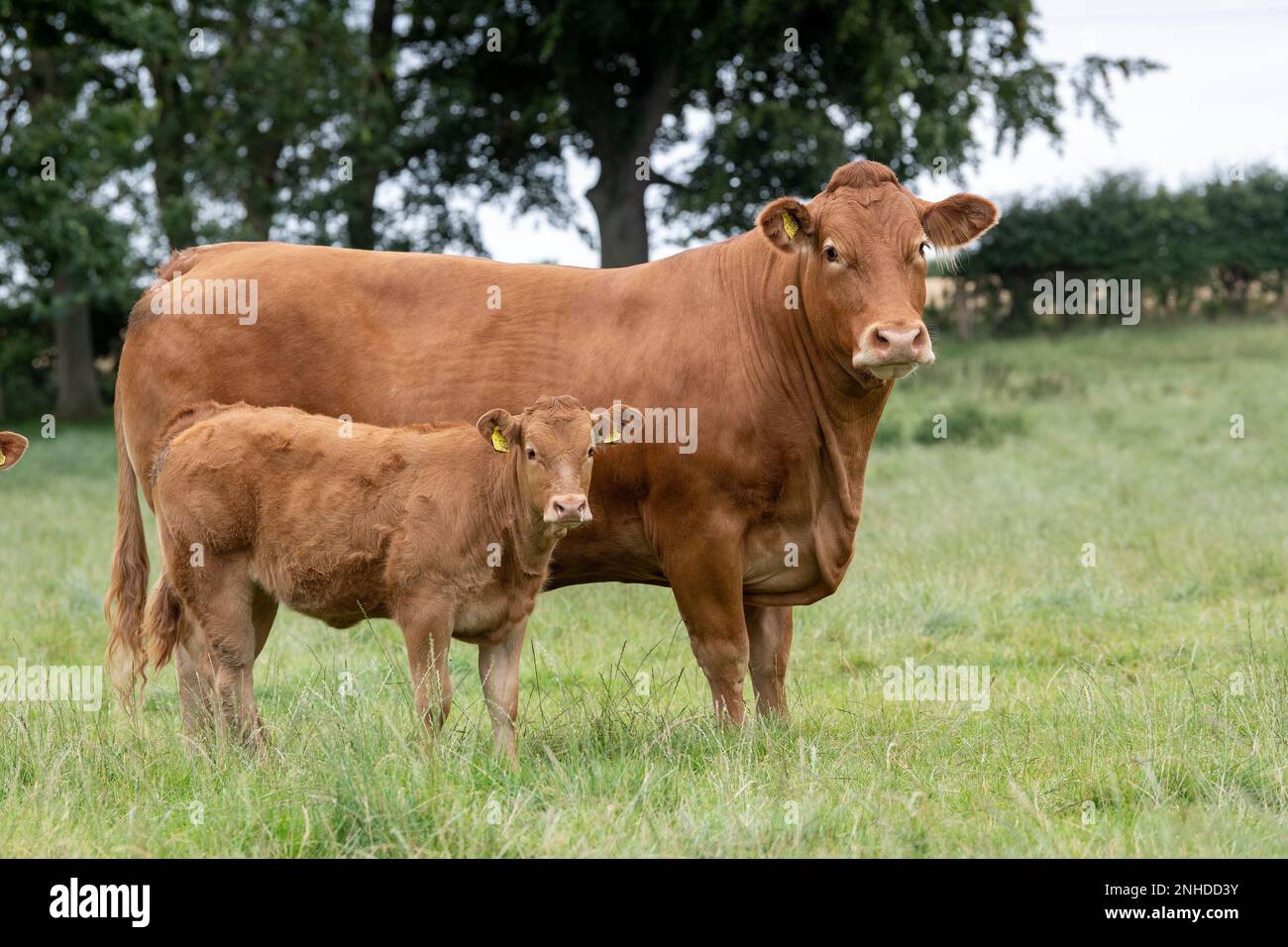 Herd of pedigree Limousin beef cattle, Yorkshire, UK Stock Photo - Alamy