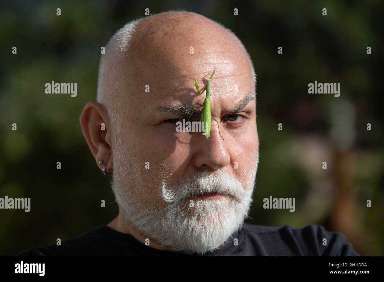 Mantis on head. Comic and humor sense. Serious old men with beard and ...