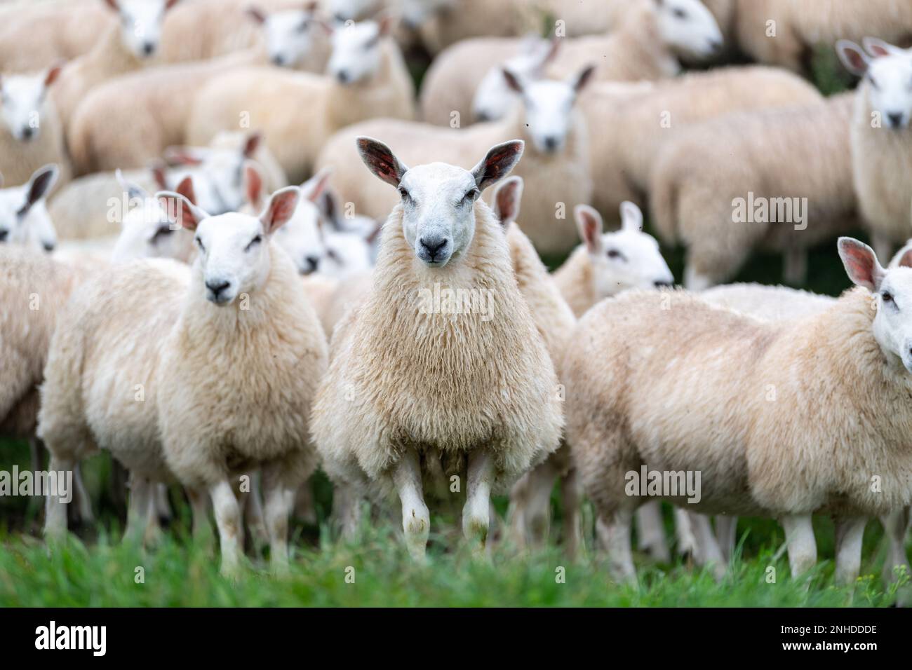 Flock of Cheviot Mule gimmer lambs, Selkirk, Scottish Borders, UK Stock ...