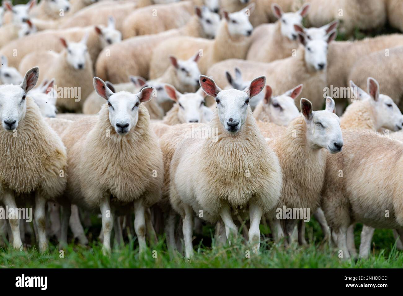 Flock of Cheviot Mule gimmer lambs, Selkirk, Scottish Borders, UK Stock ...