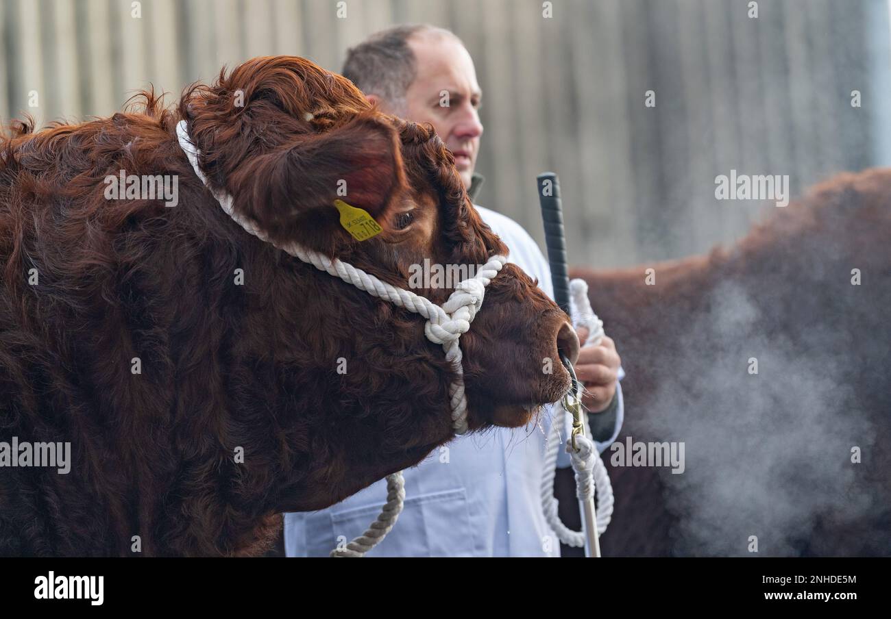 Leading Luing bulls around on the halter before the annual spring sale ...