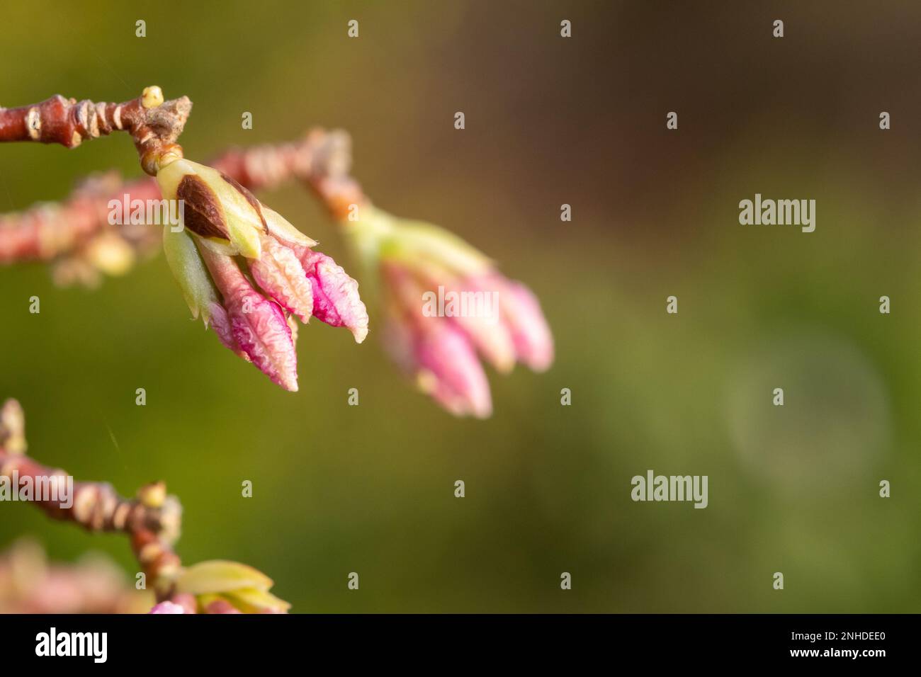 Macro shot of perfume princess Daphne flowers emerging into bloom Stock ...
