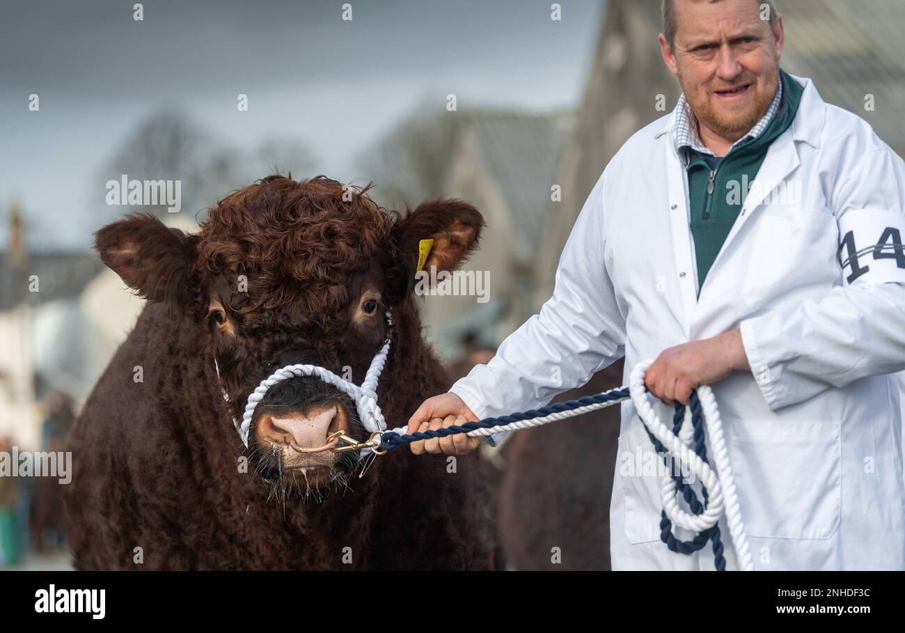 Leading Luing bulls around on the halter before the annual spring sale ...