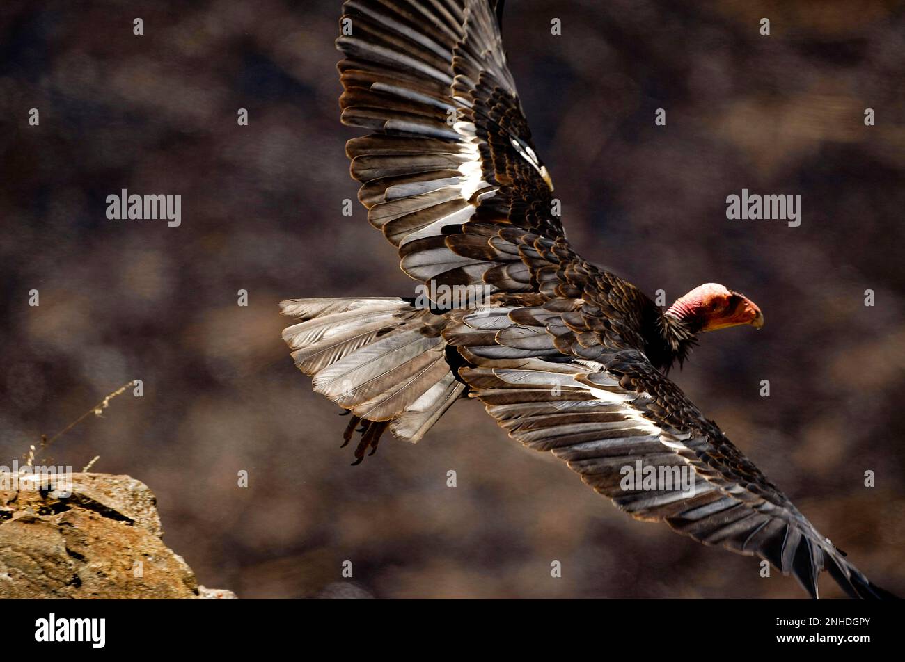A California Condor soars along the Pacific Ocean shoreline in Big Sur ...