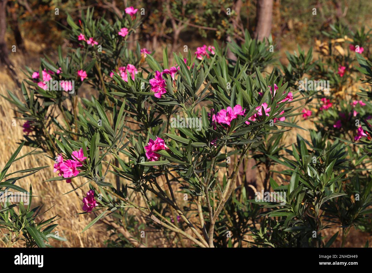 A pink blooming oleander (Nerium oleander) shrub in Croatia Stock Photo ...