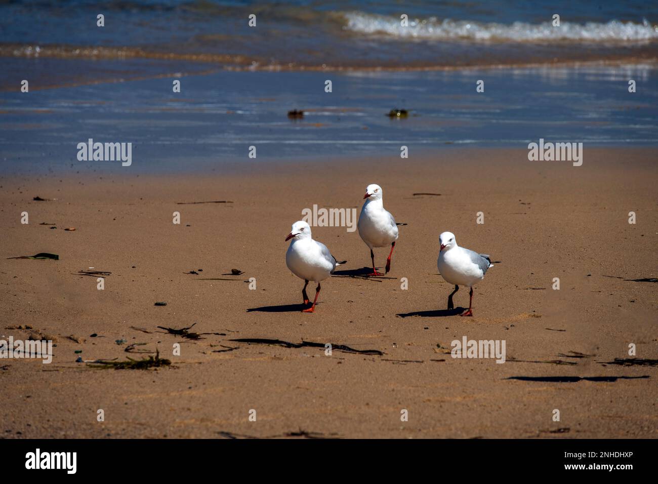 Silver Gulls (Chroicocephalus novaehollandiae) at Caves Beach NSW ...