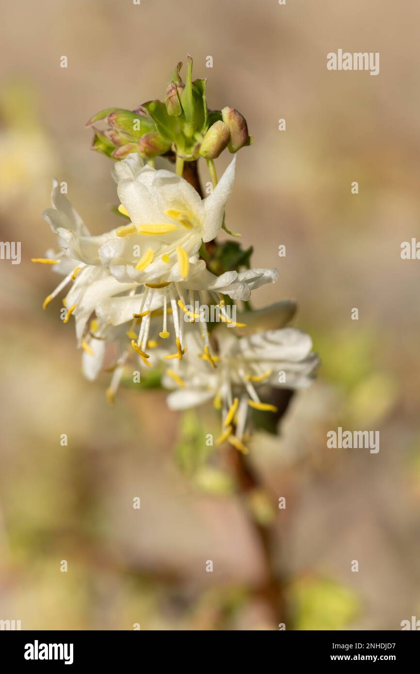 Close up of purpus honeysuckle (lonicera x purpusii) flowers in bloom ...