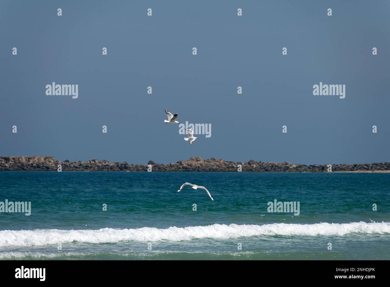 Silver Gulls (Chroicocephalus novaehollandiae) in flight at Caves Beach ...