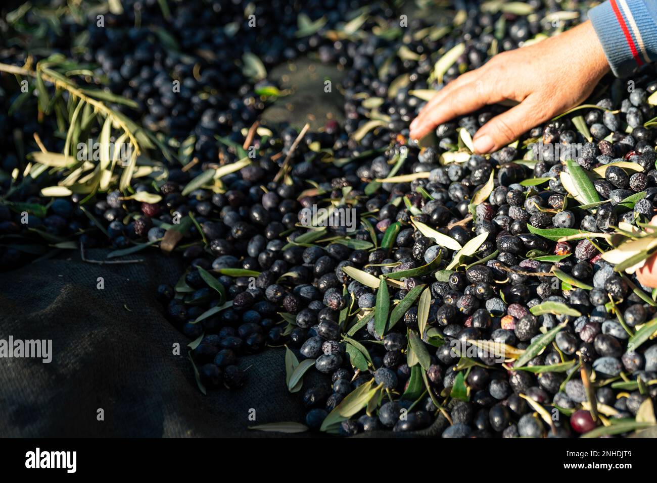 Olive harvesting ladder hi-res stock photography and images - Alamy