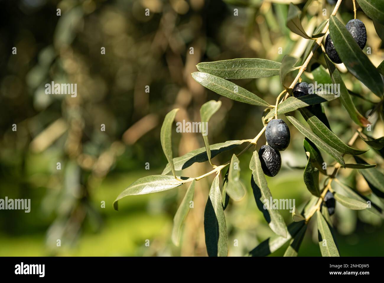 Olive oil trees full of olives.olive harvest , traditional olive ...