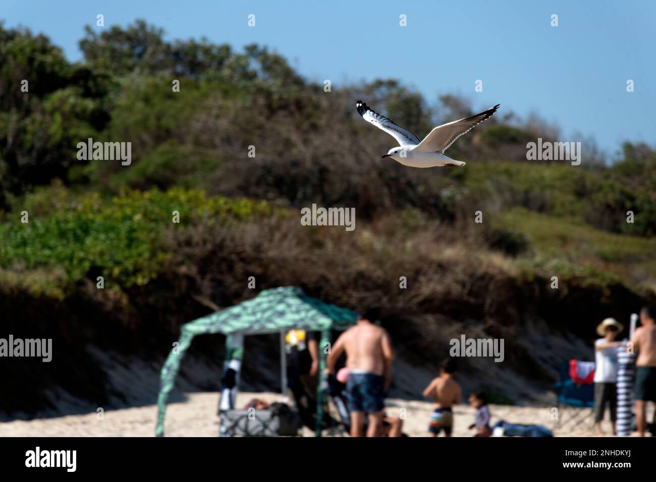 Silver Gulls (Chroicocephalus novaehollandiae) in flight at Caves Beach ...