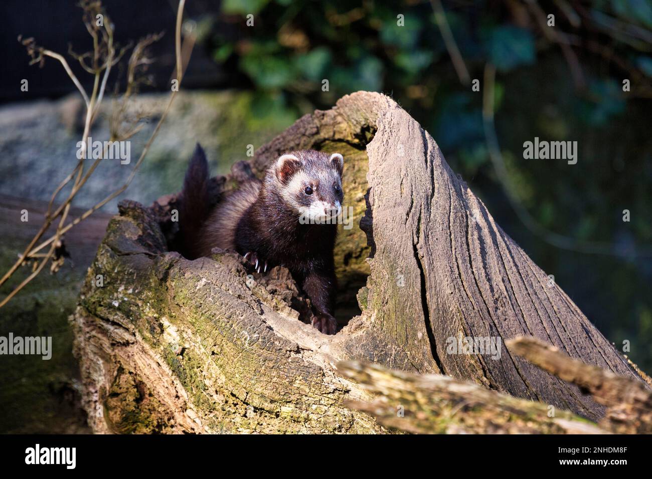 European polecat (Mustela putorius), wood turtle sitting in the outdoor ...