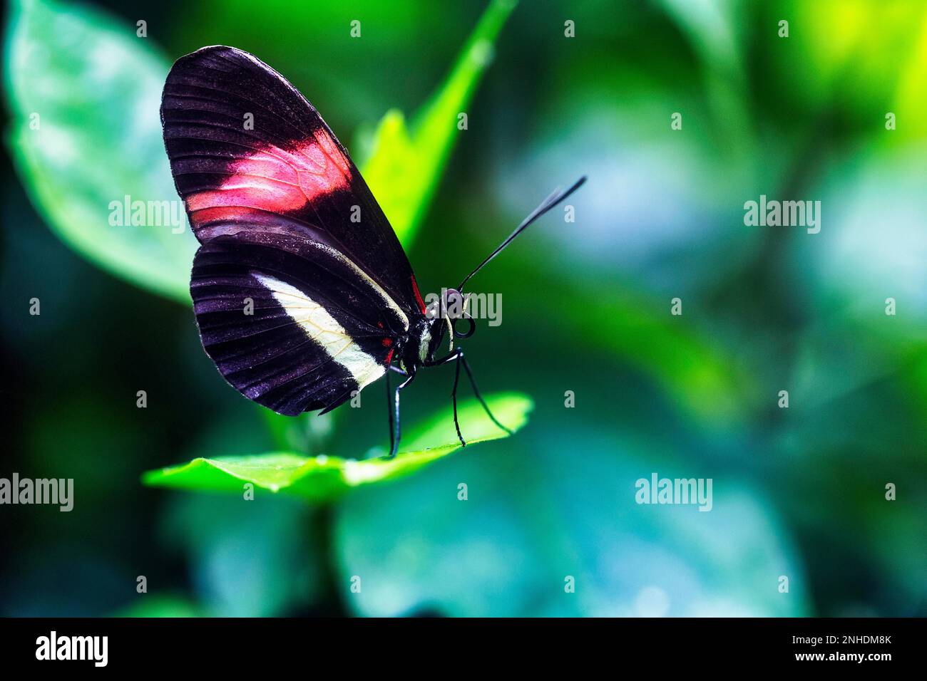 Red postman (Heliconius erato), captive Stock Photo - Alamy