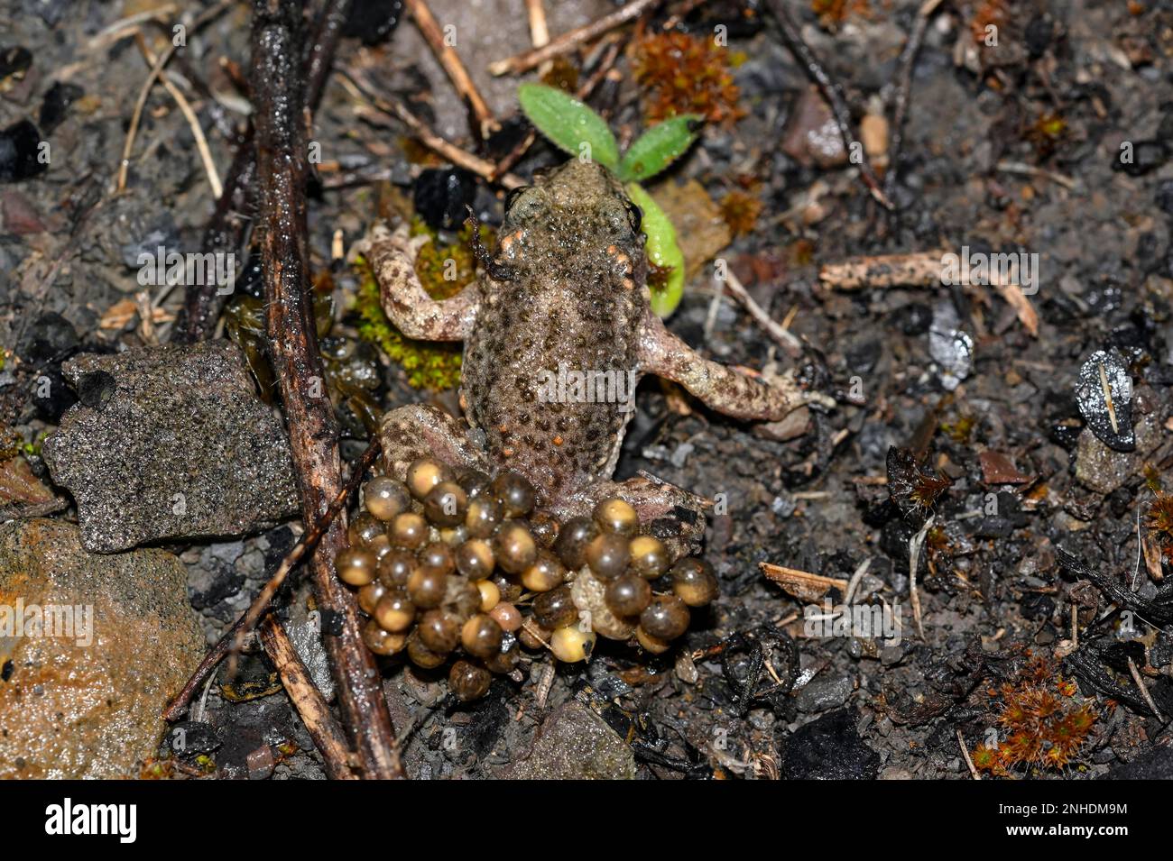 Common midwife toad (Alytes obstetricans), male, with spawning cords ...