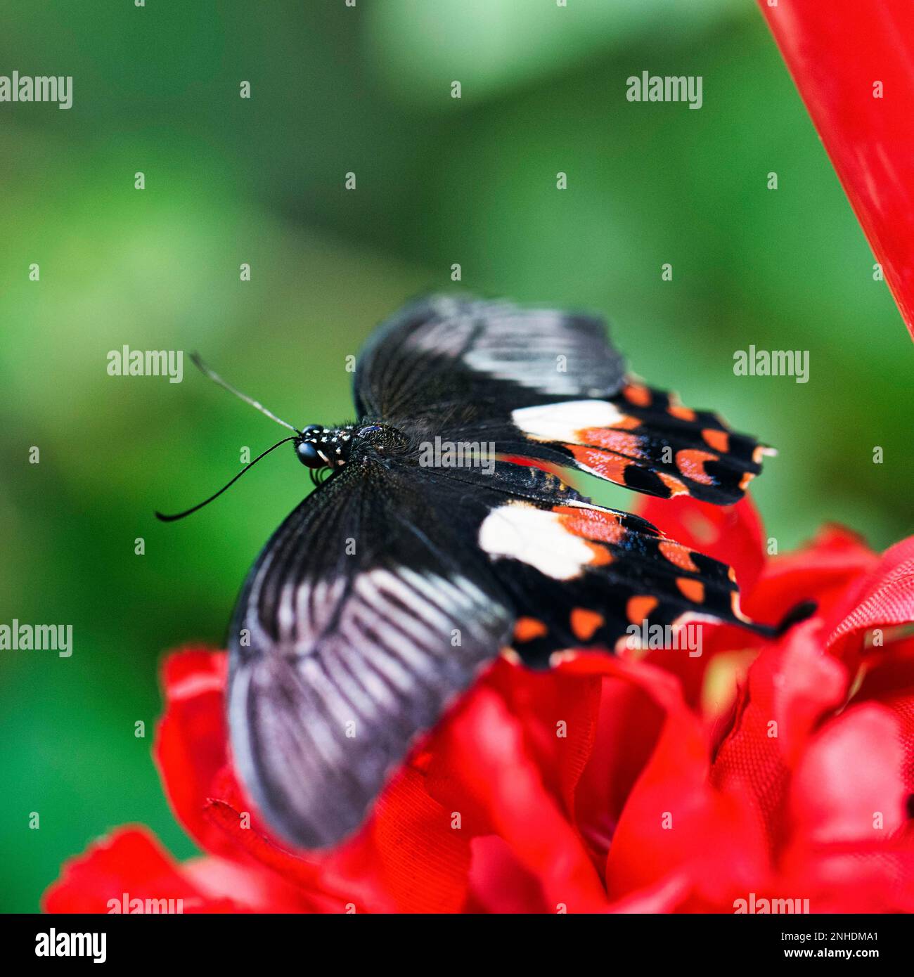 Common mormon (papilio polytes) on a red flower, captive Stock Photo ...