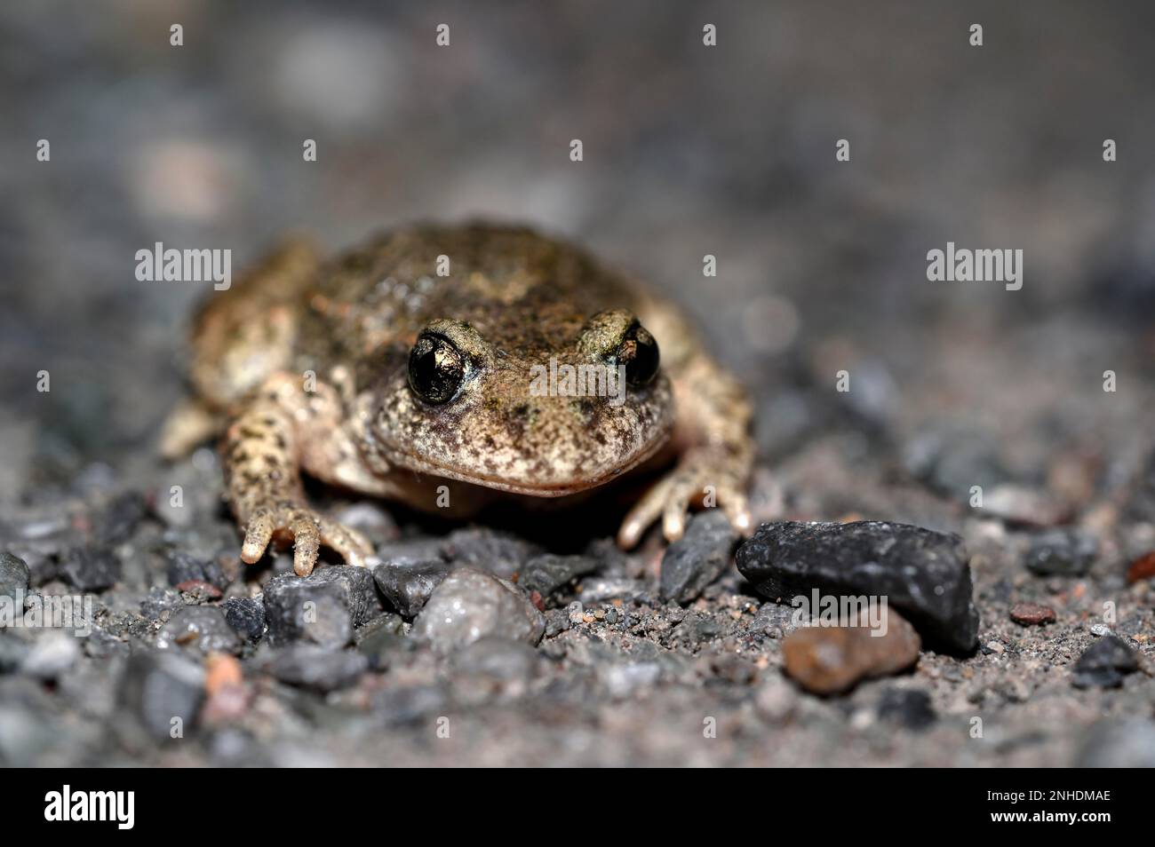 Common midwife toad (Alytes obstetricans), evening, on a slag heap ...