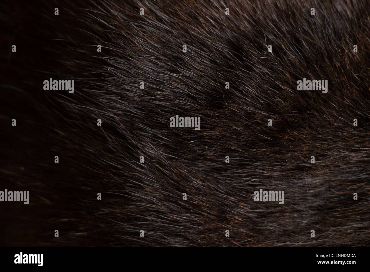 Silky black hair hi-res stock photography and images - Alamy