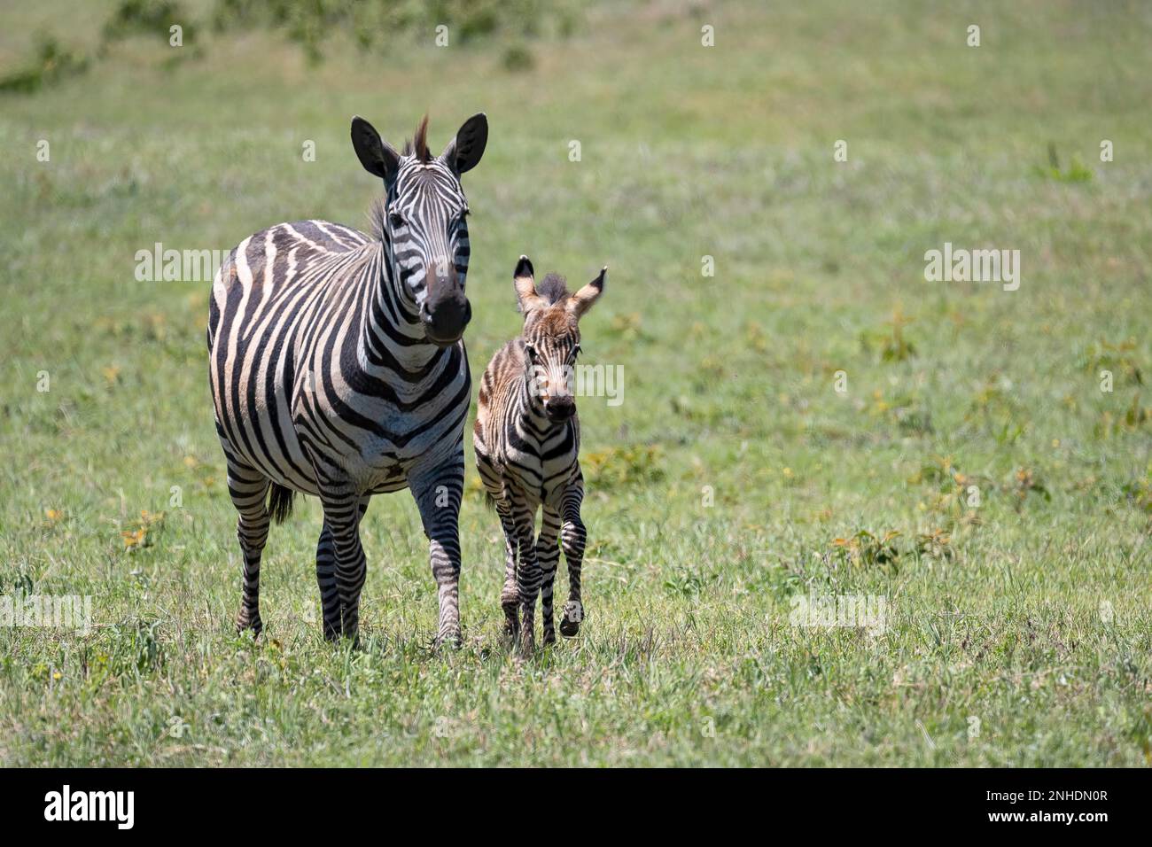 Baby Zebra Horse