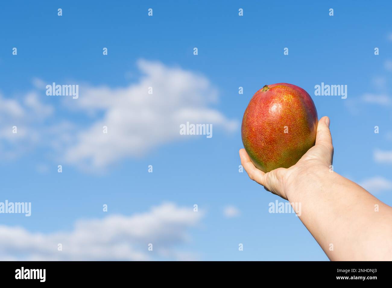 Hand holding mango hi-res stock photography and images - Alamy