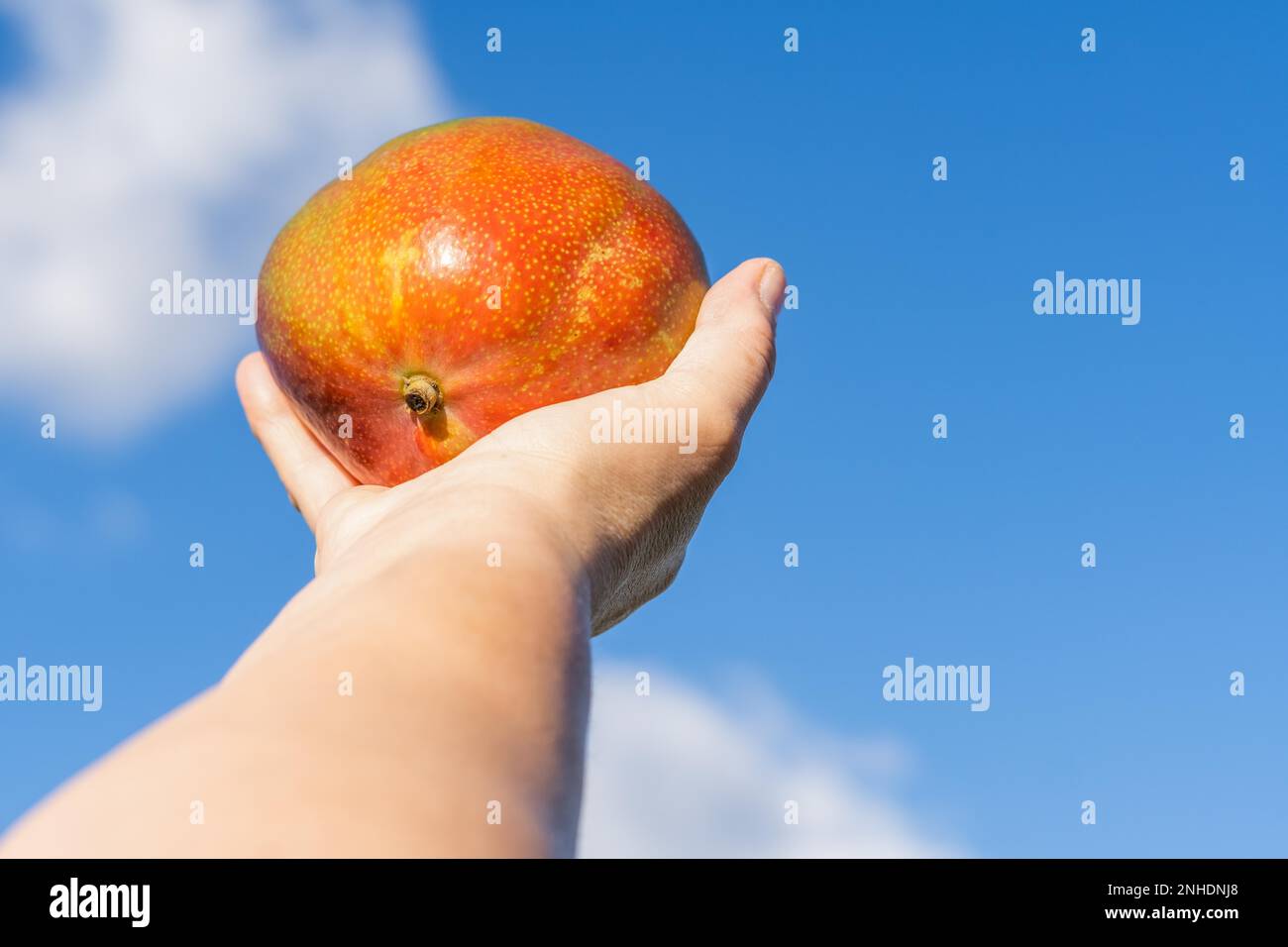 Hand holding mango hi-res stock photography and images - Alamy