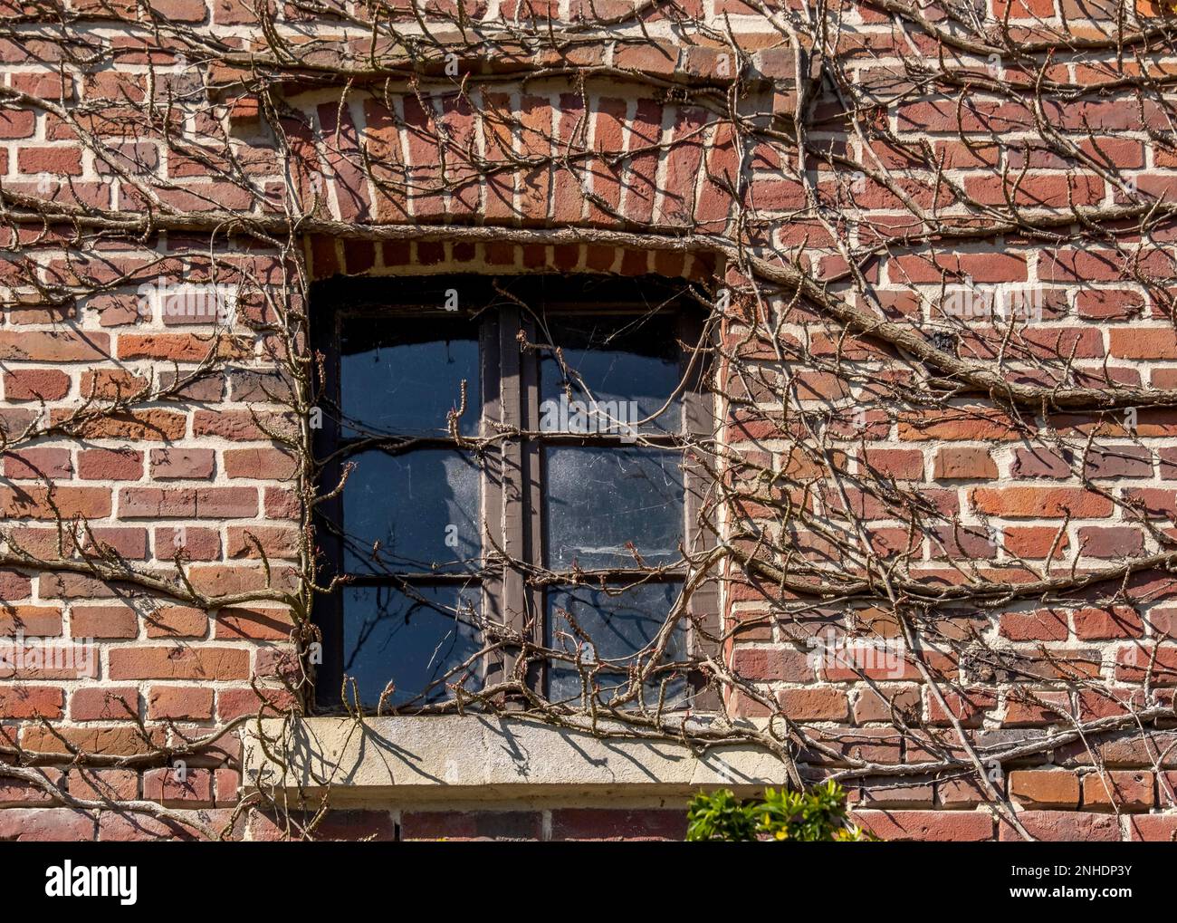 Wall climbing plant window hi-res stock photography and images - Alamy
