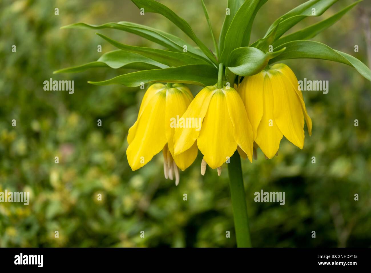 Kaiser's crown (Fritillaria imperialis), yellow-flowering, Muensterland ...