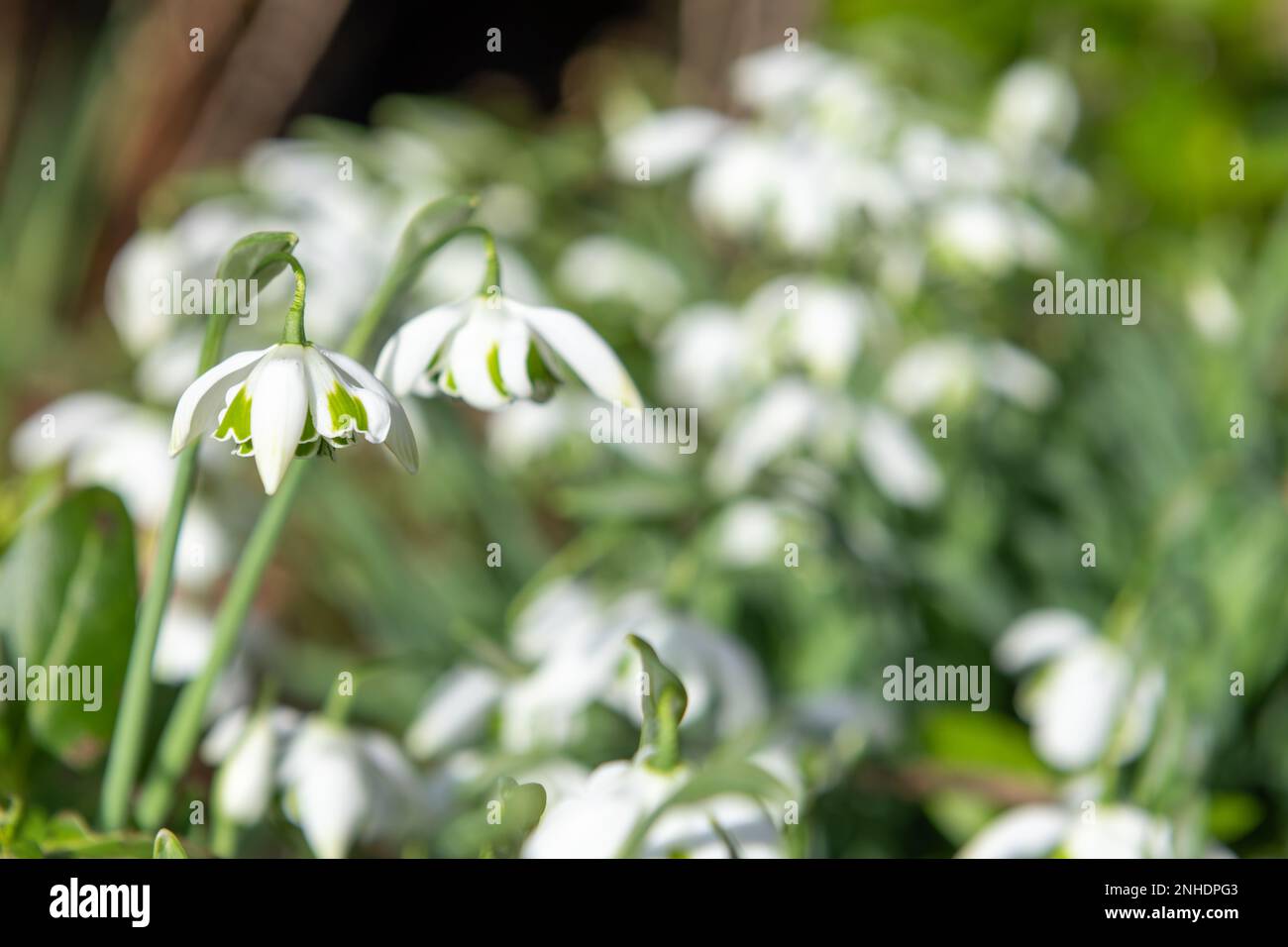 Galanthus ophelia snowdrops hi-res stock photography and images - Alamy