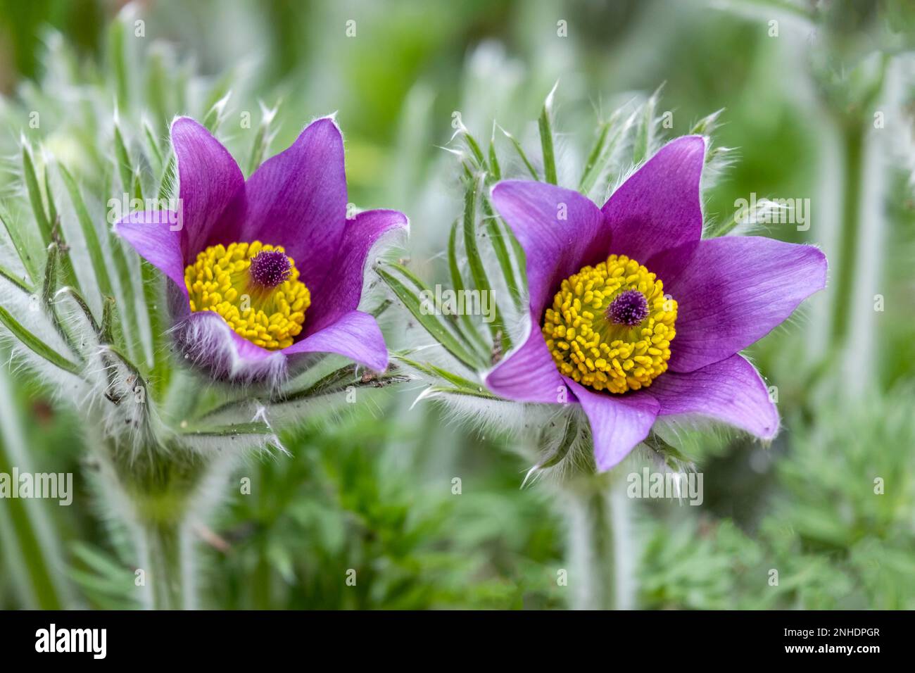 Rare alpine flower hi-res stock photography and images - Alamy