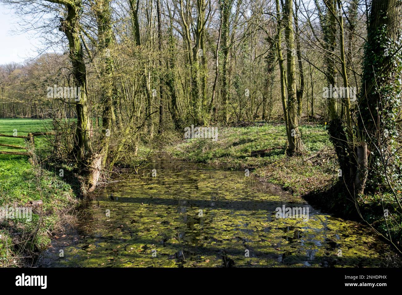 Ditch in the forest hi-res stock photography and images - Alamy