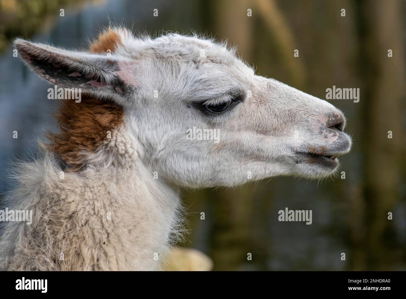 Animal portrait llama Stock Photo - Alamy