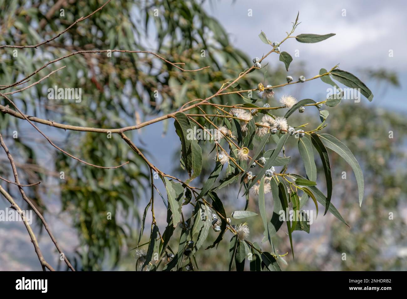 Eucalyptus blossom hi-res stock photography and images - Alamy