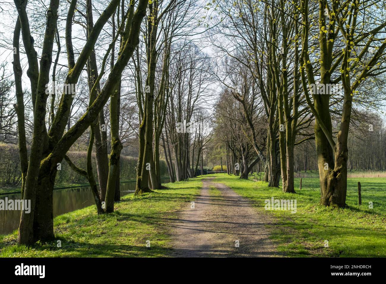 Path between trees Stock Photo - Alamy