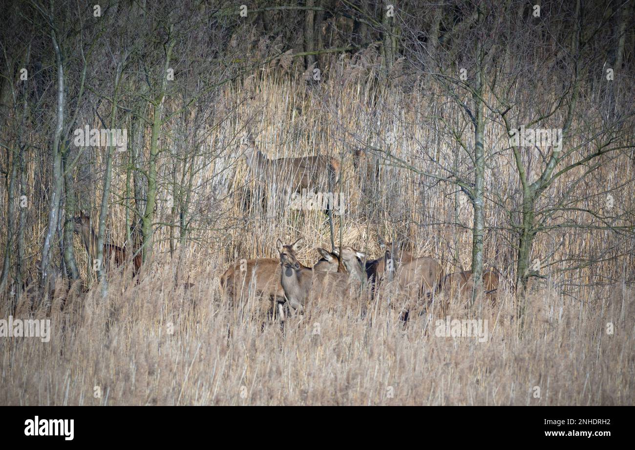 Reed group hi-res stock photography and images - Alamy