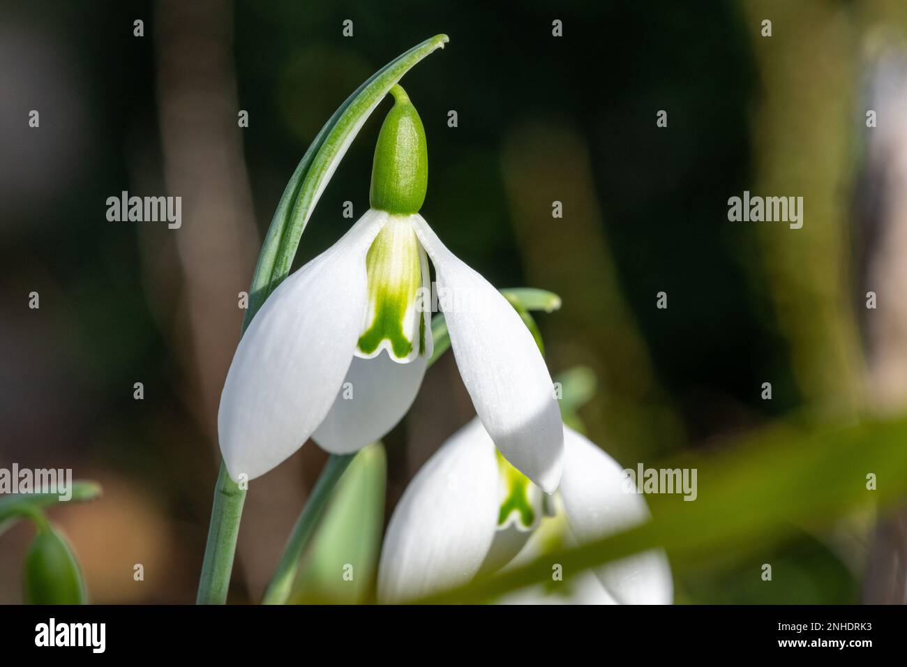Fieldgate prelude snowdrop hi-res stock photography and images - Alamy