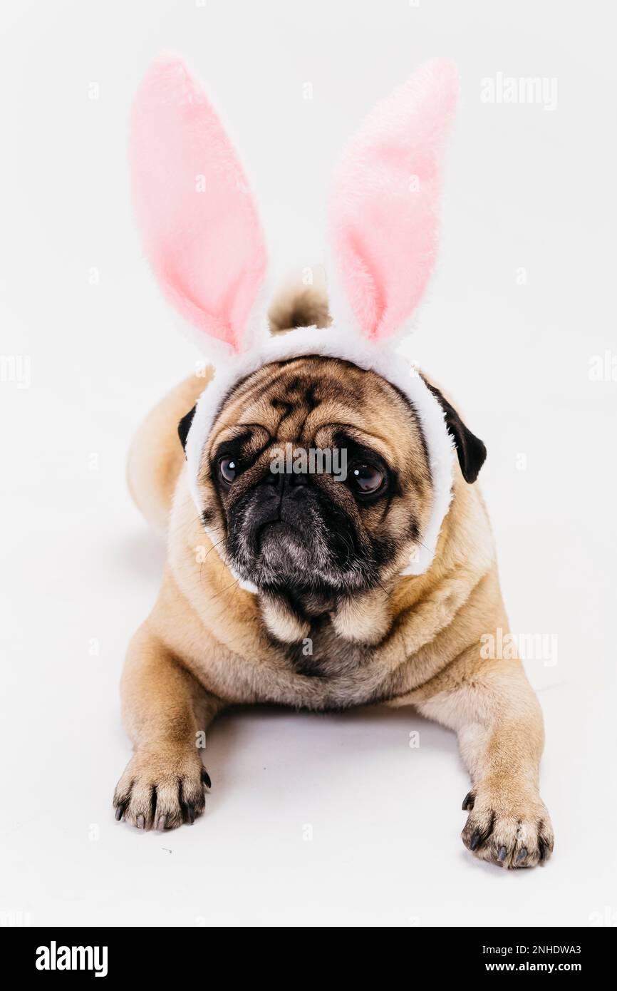 cute sad fawn pug bunny ears. High resolution photo Stock Photo - Alamy