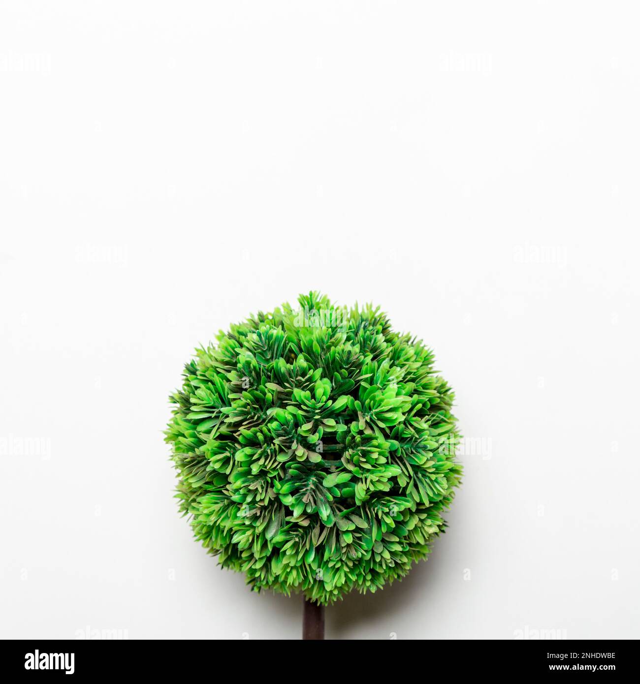 small green decorative tree. High resolution photo Stock Photo - Alamy
