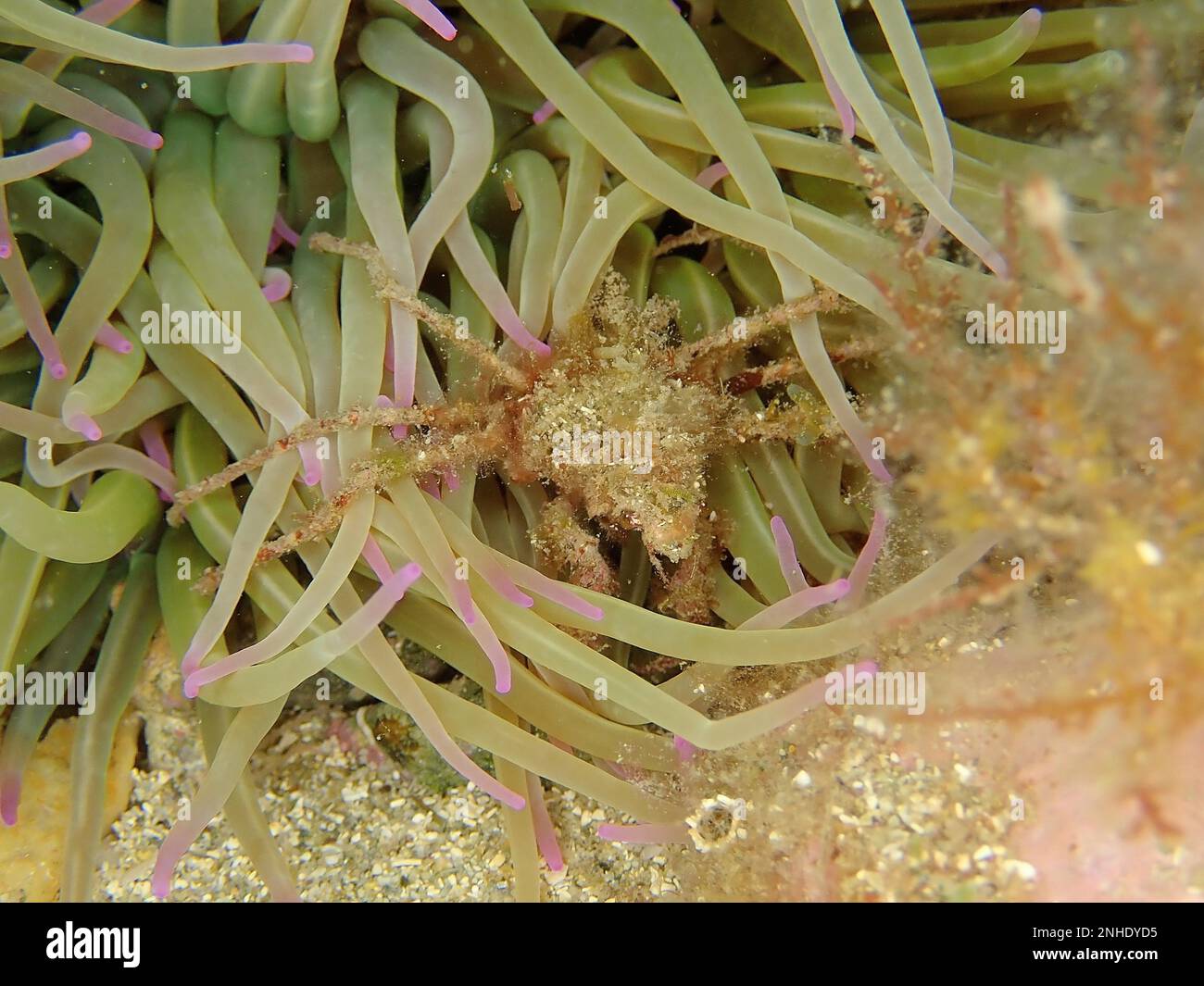 Long-legged ghost crab (Macropodia), Dive site Marine Reserve Cap de ...
