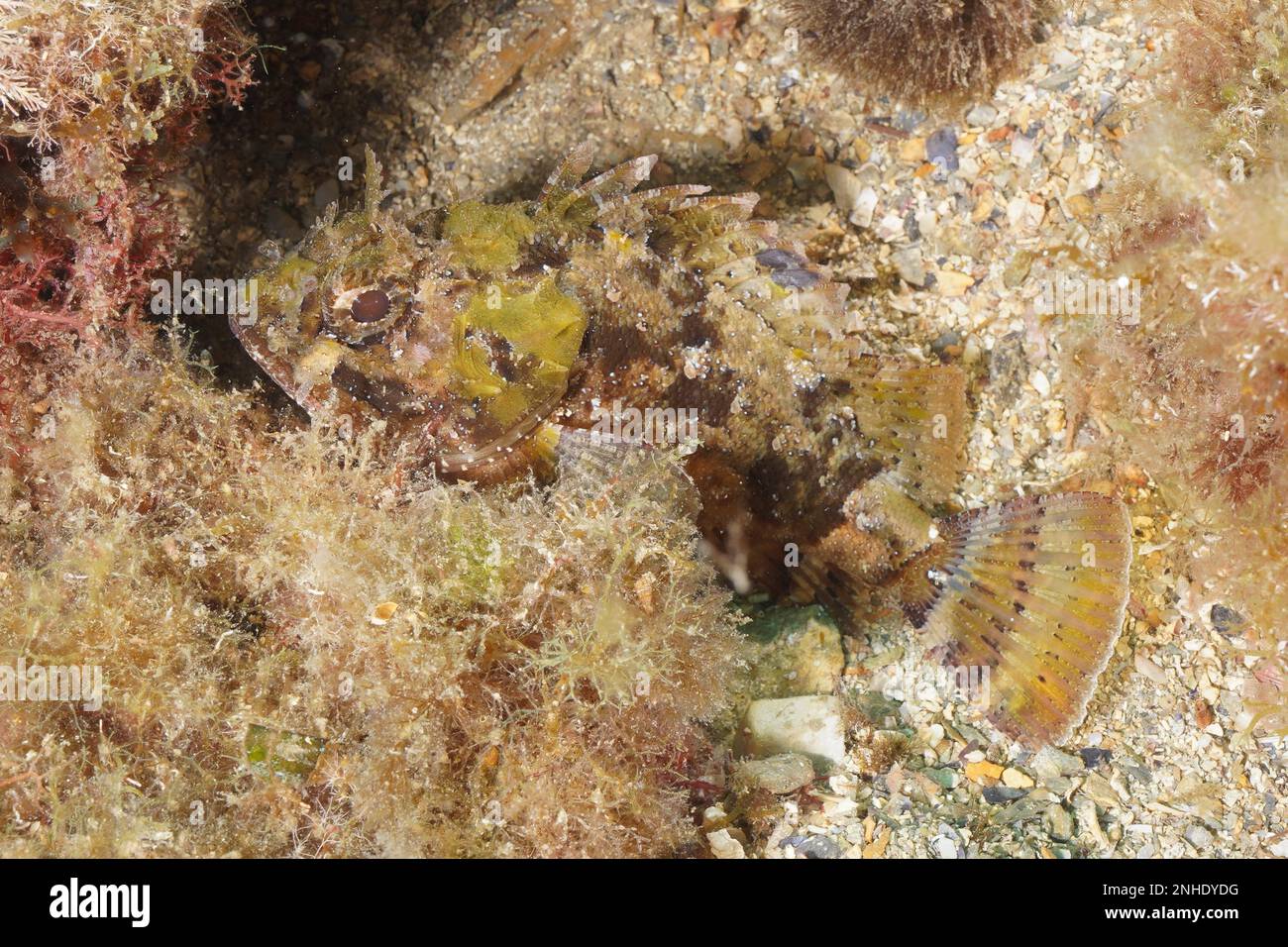 Black scorpionfish hi-res stock photography and images - Alamy