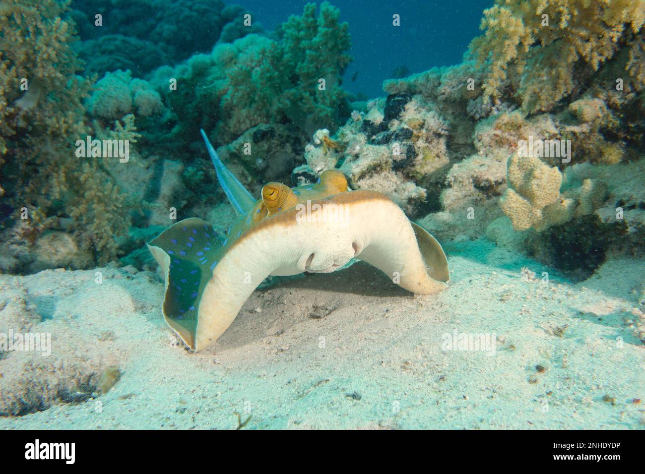 Bluespotted ribbontail ray (Taeniura lymma) with visible mouth. Dive ...