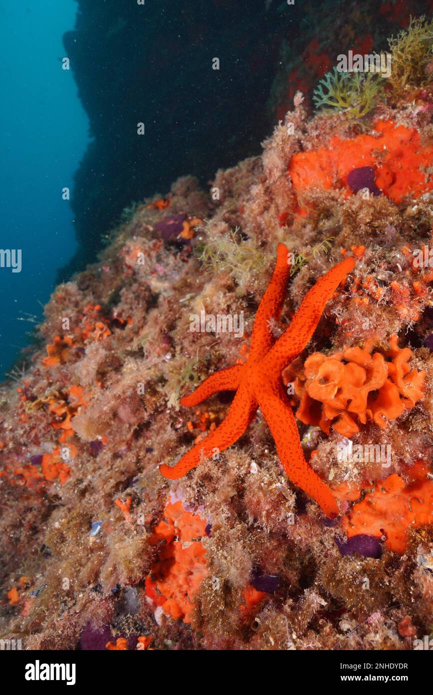 Mediterranean red sea star (Echinaster sepositus), dive site marine ...