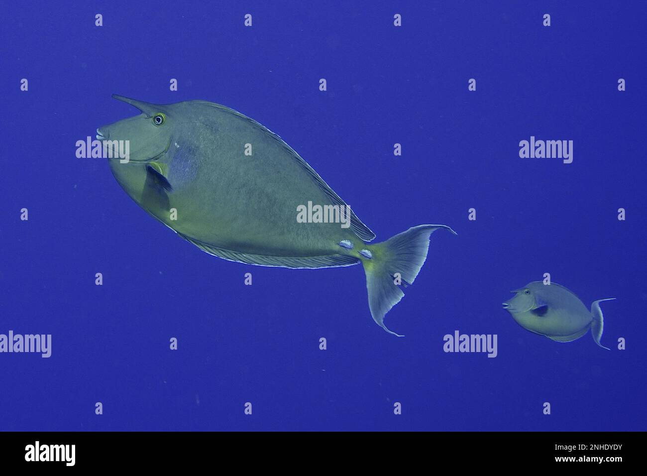 Bluespine unicornfish (Naso unicornis) in front of a solid blue ...