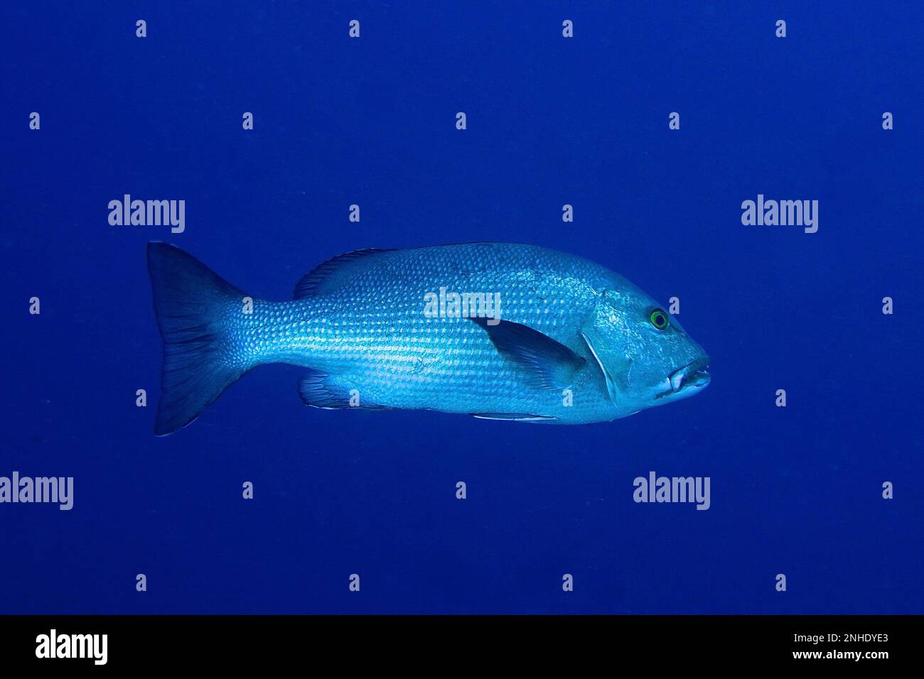 Two-spot red snapper (Lutjanus bohar), Daedalus Reef dive site, Egypt ...