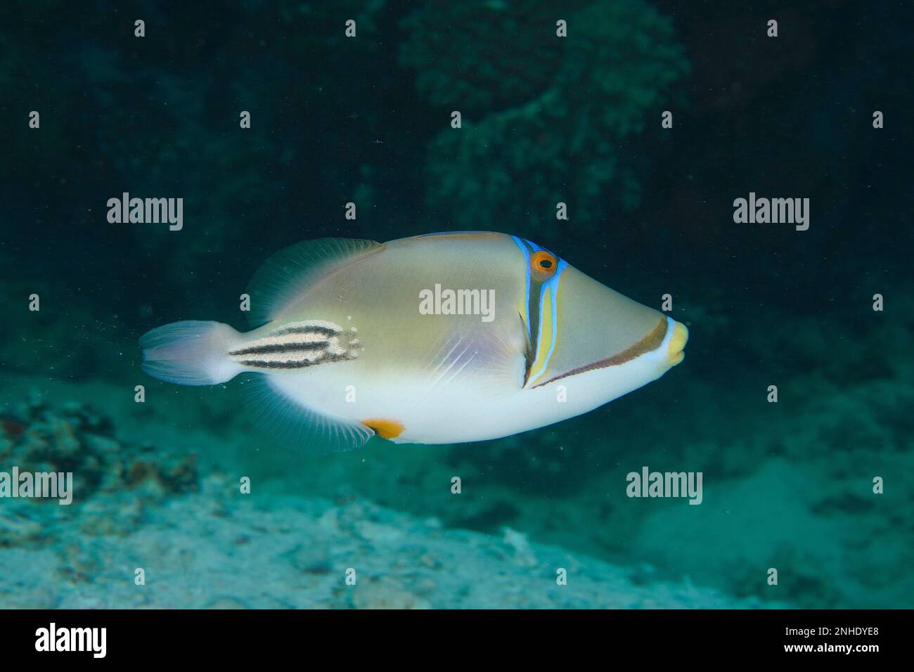 Arabian pattern hi-res stock photography and images - Alamy