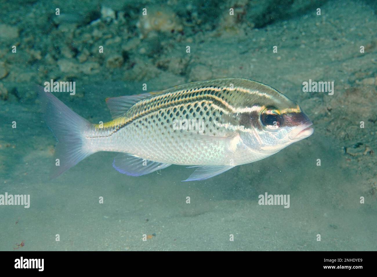 Arabian monocle bream hi-res stock photography and images - Alamy